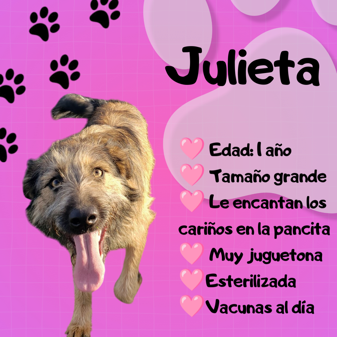 Adopta a Julieta: Perra Mestiza joven en Curicó – PetMatch